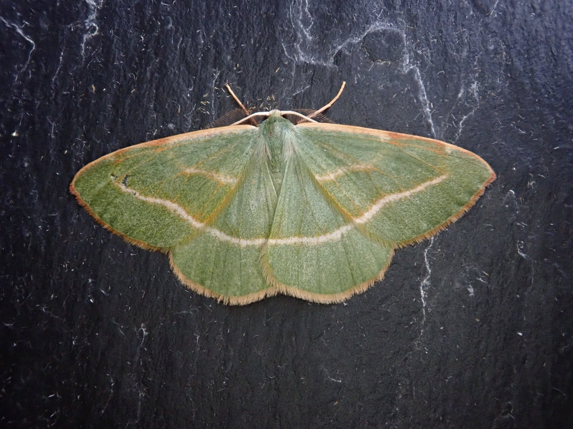 Moth and butterfly news: September 2020 - BirdGuides