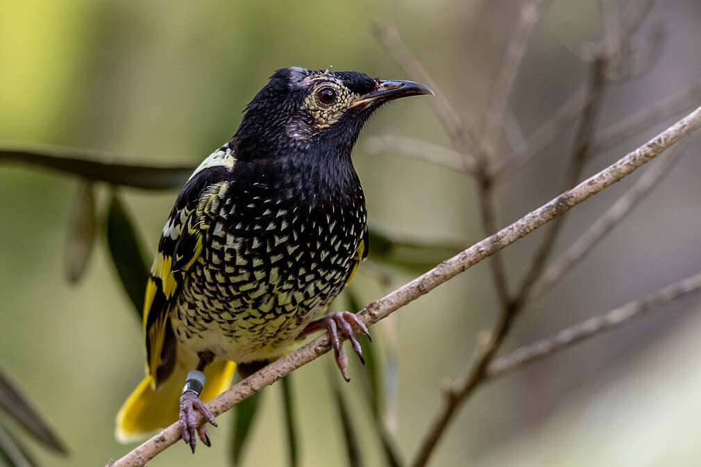 New AI tool helps ecologists monitor birds - BirdGuides