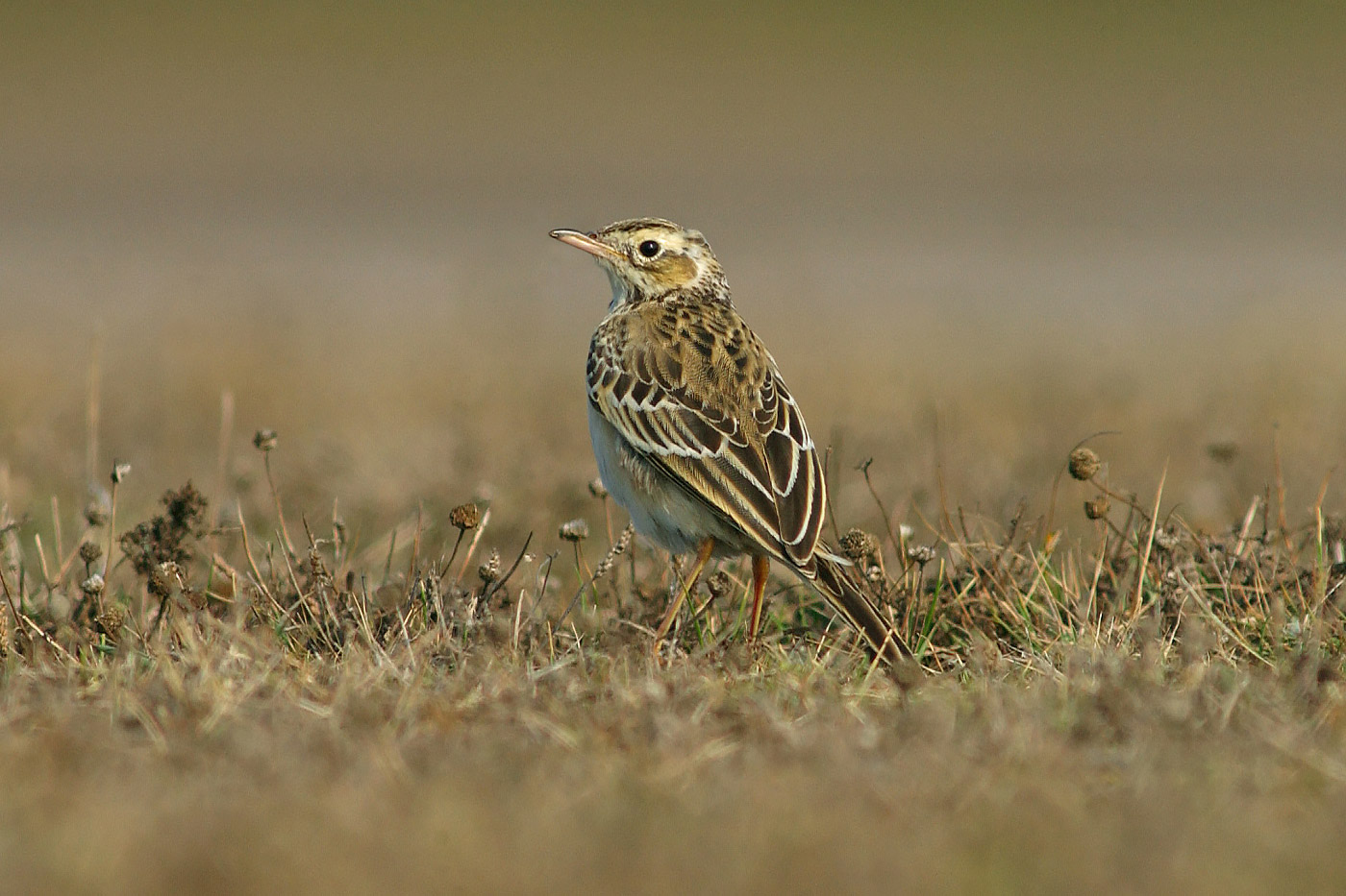 Westward migration of Richard's Pipit documented for first time ...