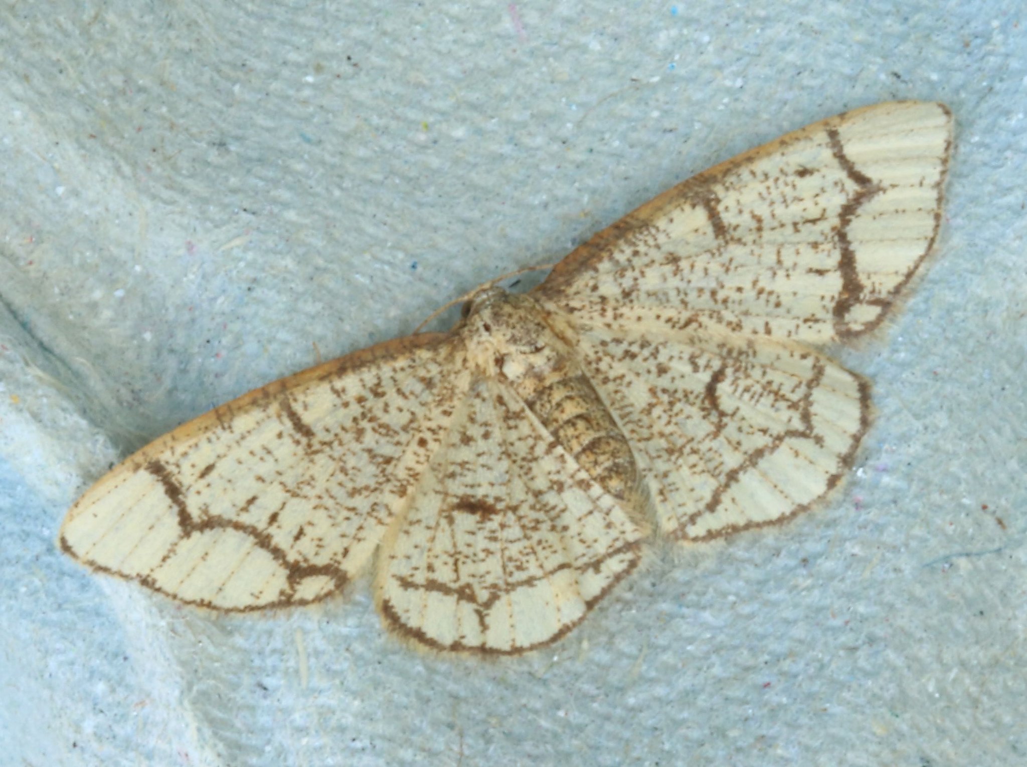 Red Wave Border Moth Large Lace Border Scopula Limboundata (Haworth,
