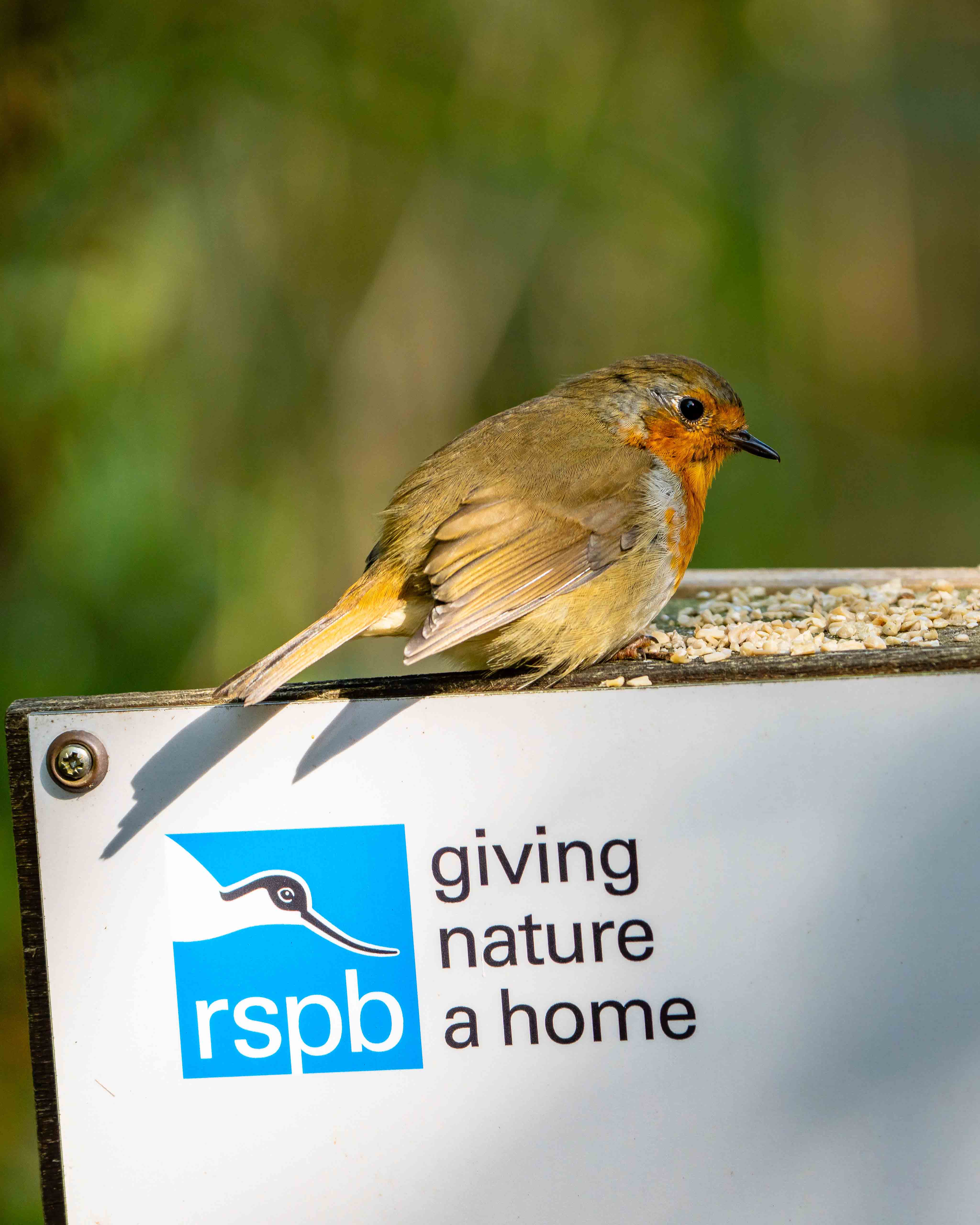 Mark Avery: we need to talk about the RSPB - BirdGuides