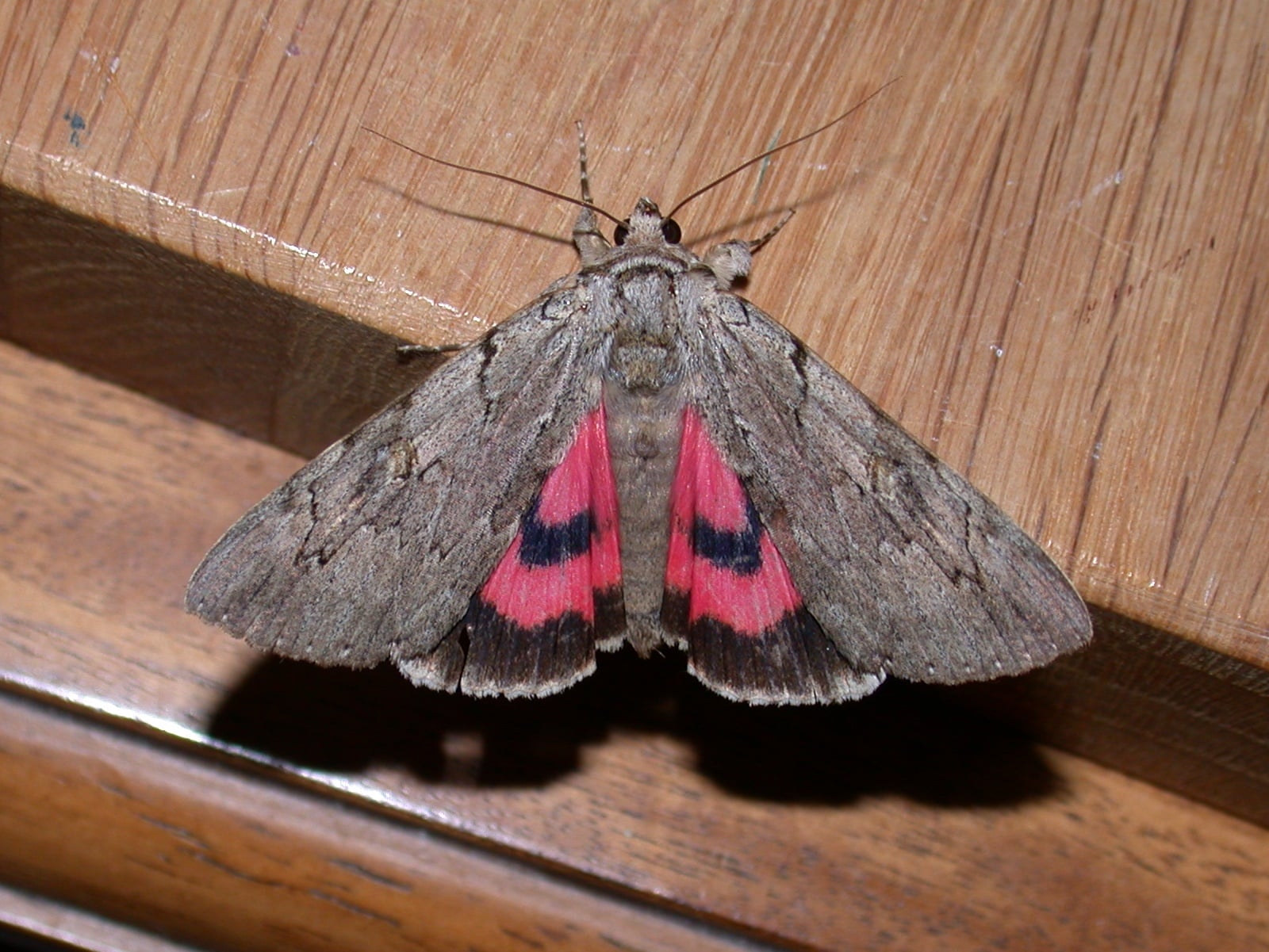Moth and butterfly news: September 2020 - BirdGuides