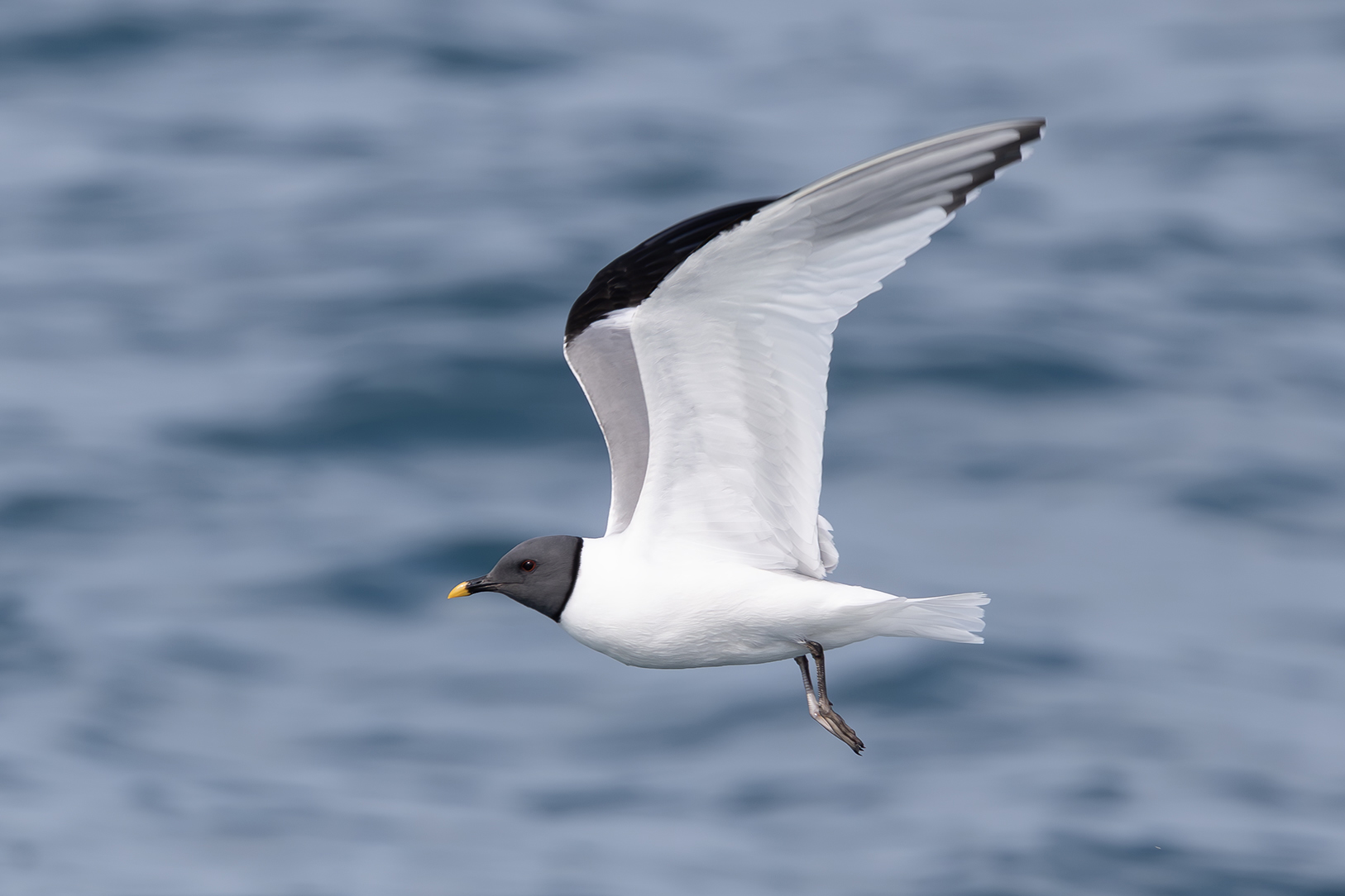 Review of the Week: 26-31 August 2025 - BirdGuides