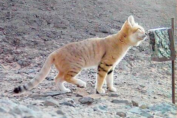 Pioneering GPS study reveals new Sand Cat insights - BirdGuides