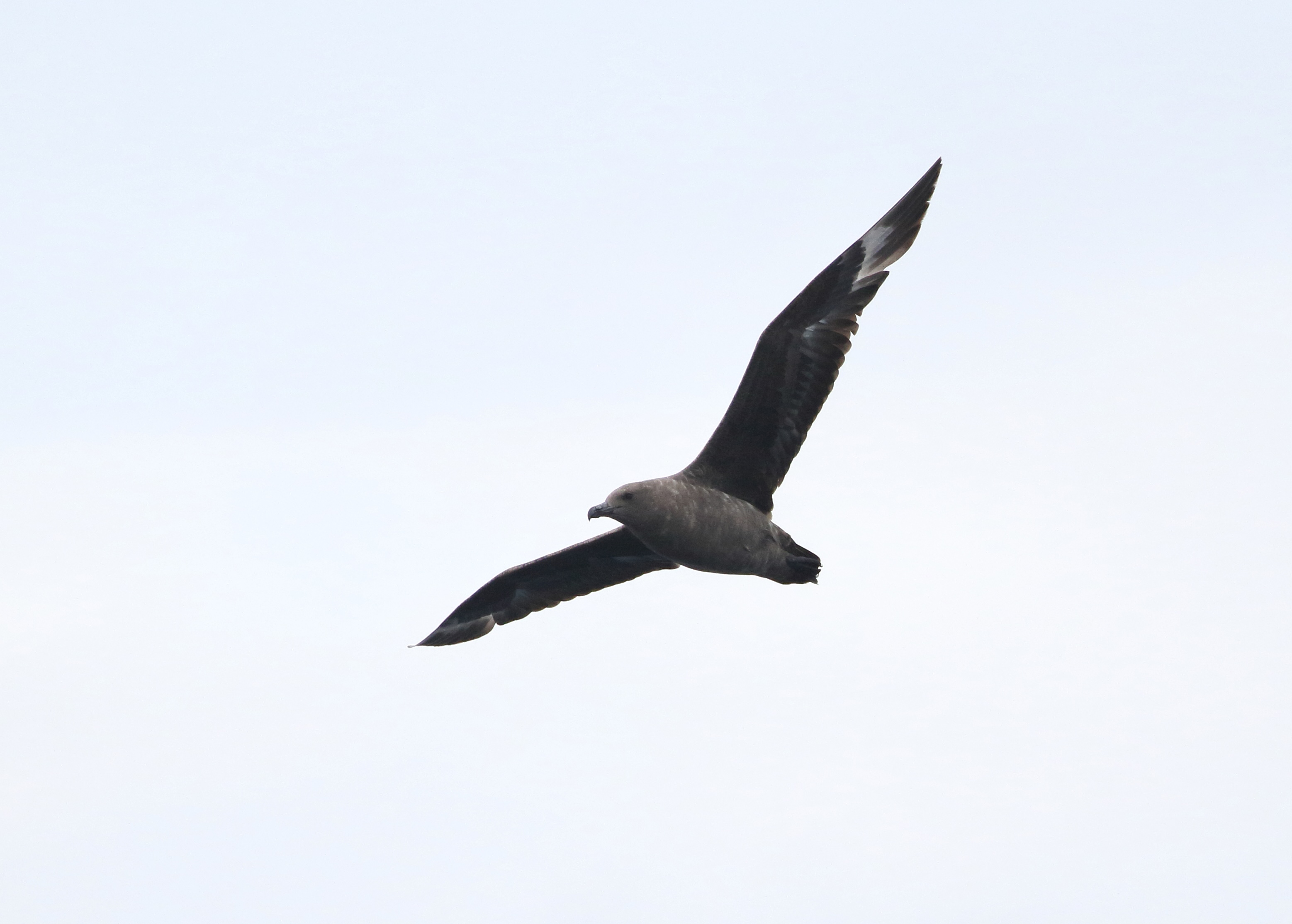 Rarity finders: South Polar Skua in the Isles of Scilly - BirdGuides
