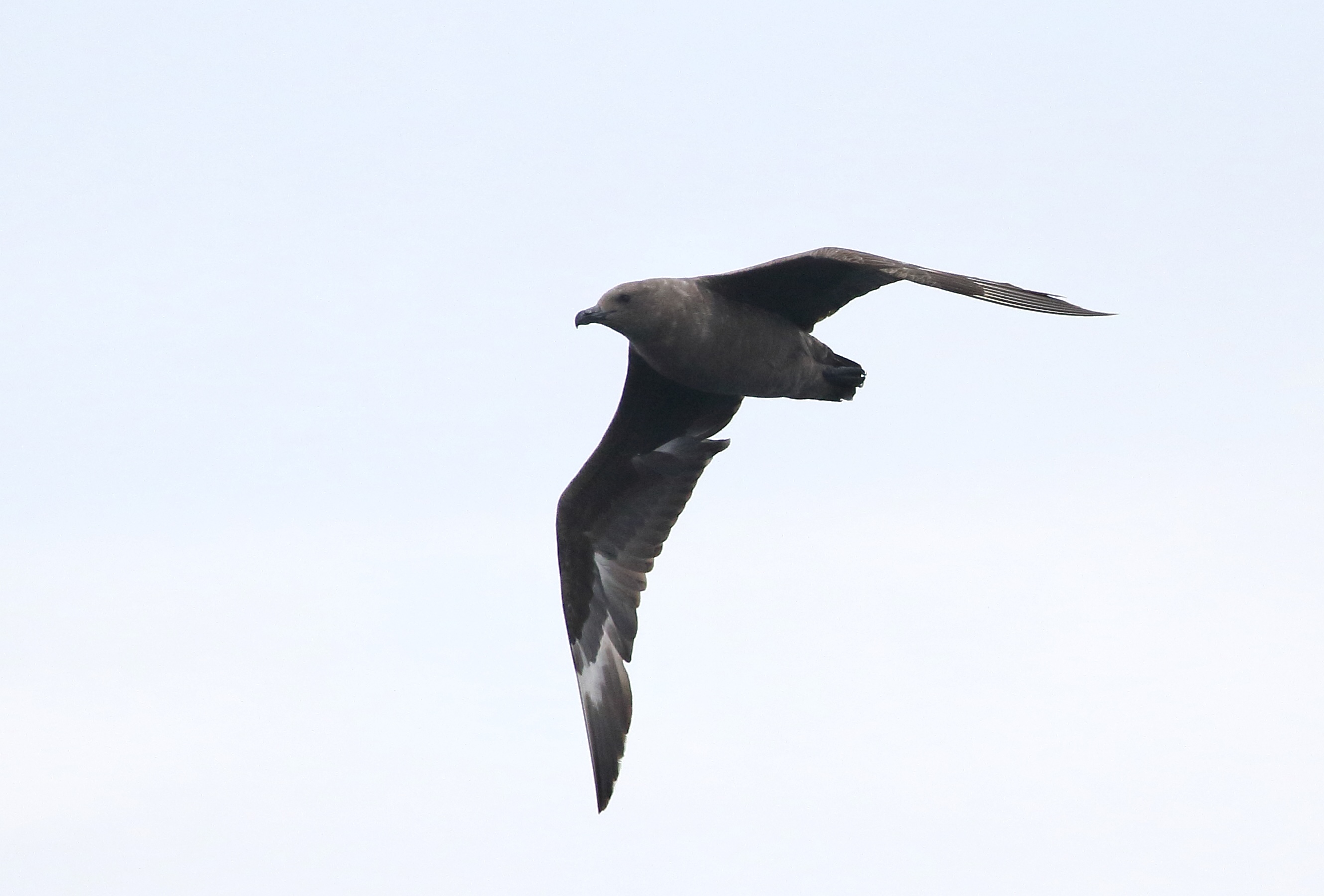 Rarity finders: South Polar Skua in the Isles of Scilly - BirdGuides