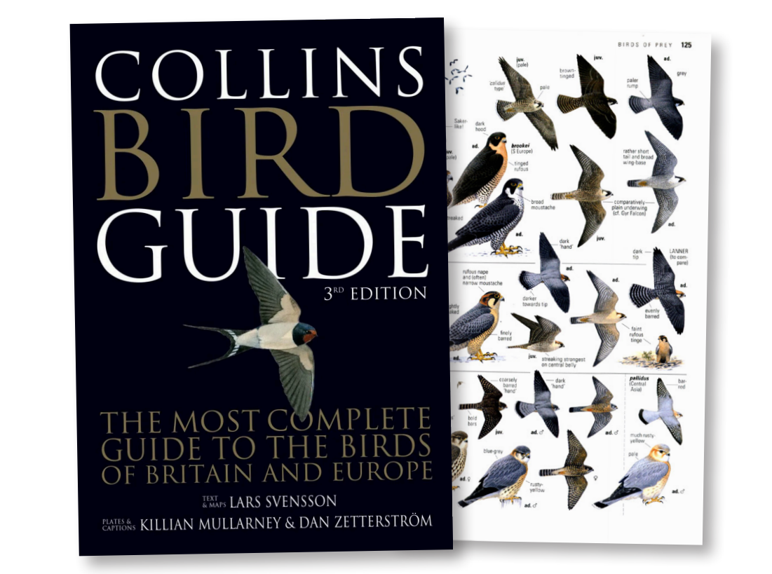 Alan Tilmouth: different ways of learning - BirdGuides