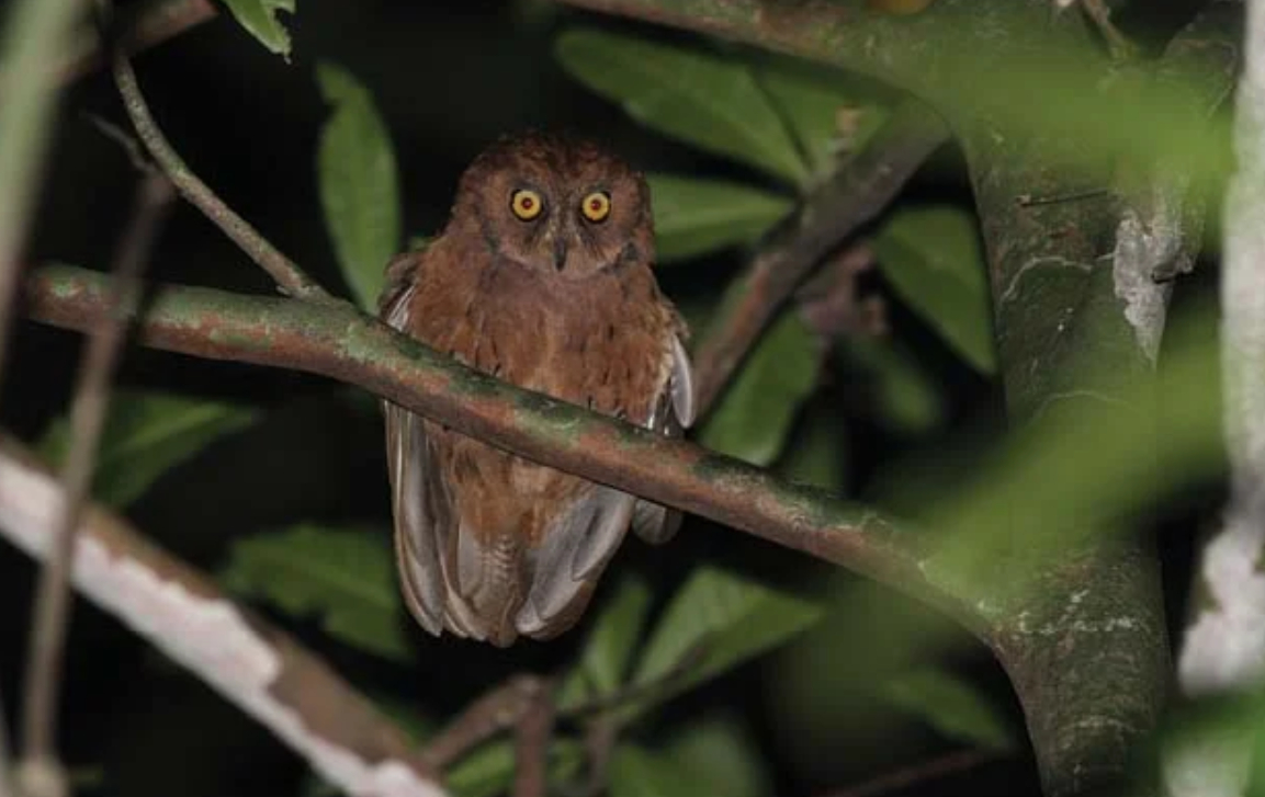 New owl species confirmed on African island - BirdGuides