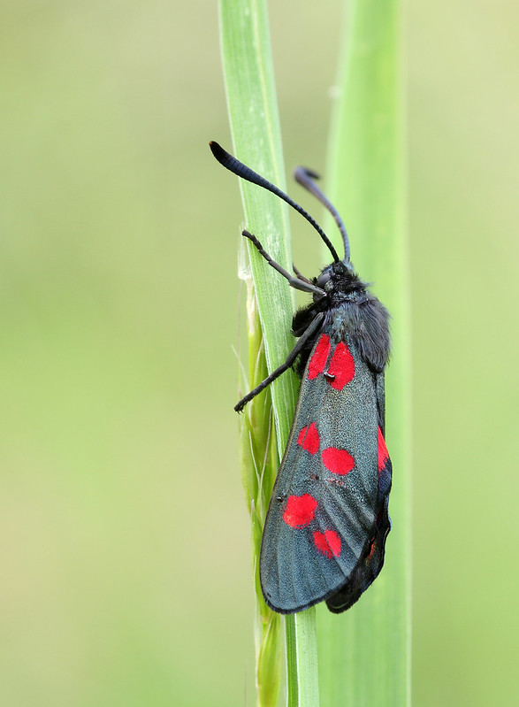 Searching for day-flying moths - BirdGuides