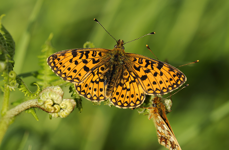 Britain's rarest butterflies doing well on National Trust property ...