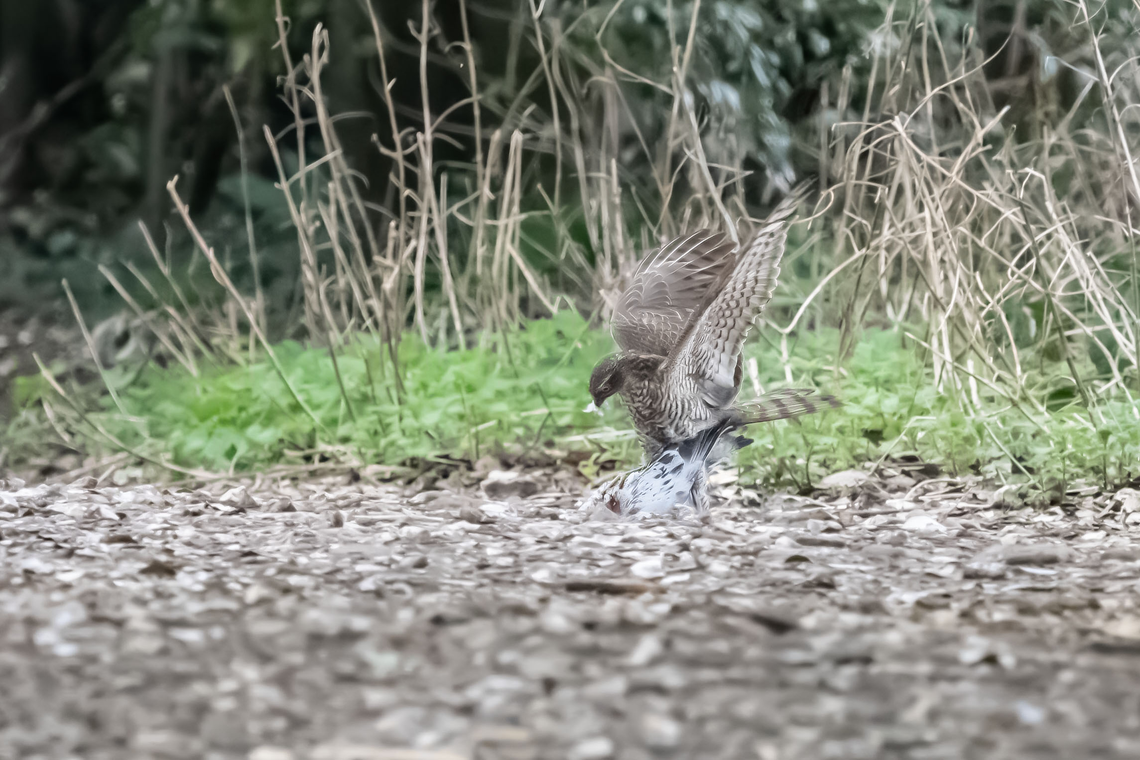 David Campbell: public engagement - BirdGuides