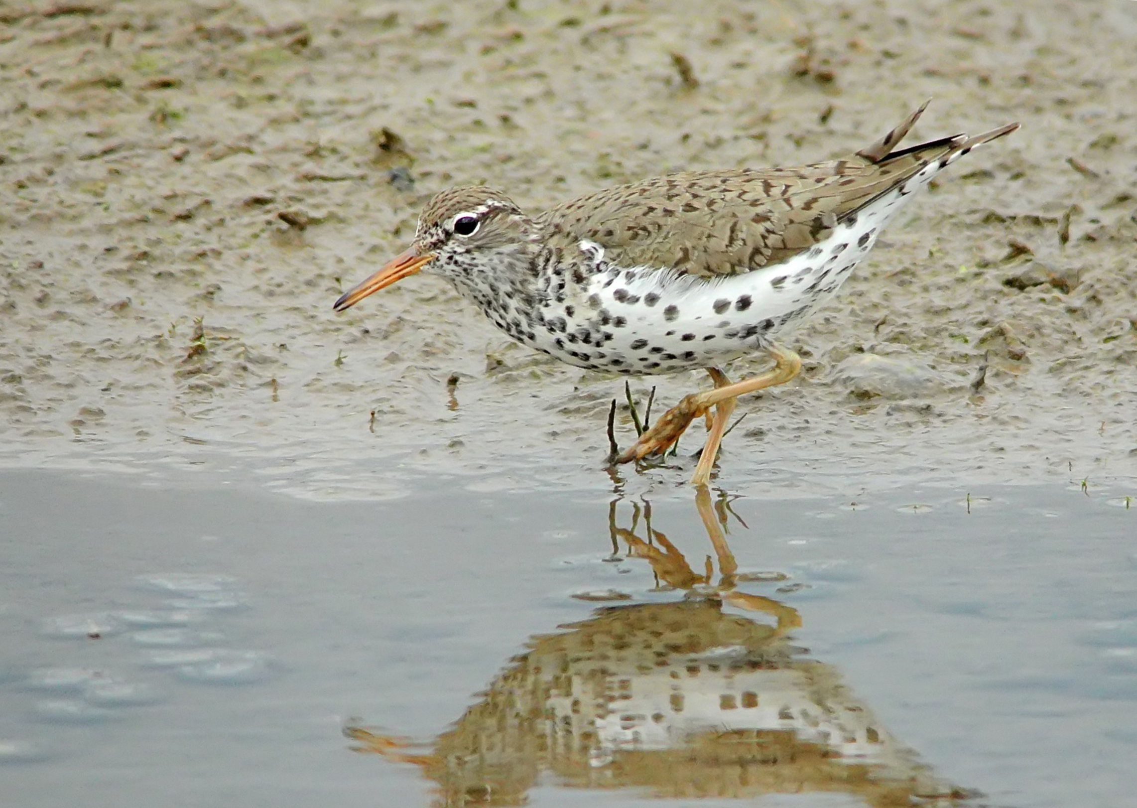 Steve Nuttall: reaching patch paradise - BirdGuides
