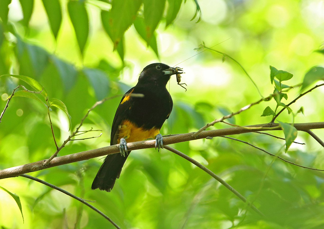 A Caribbean Getaway in St Lucia - BirdGuides