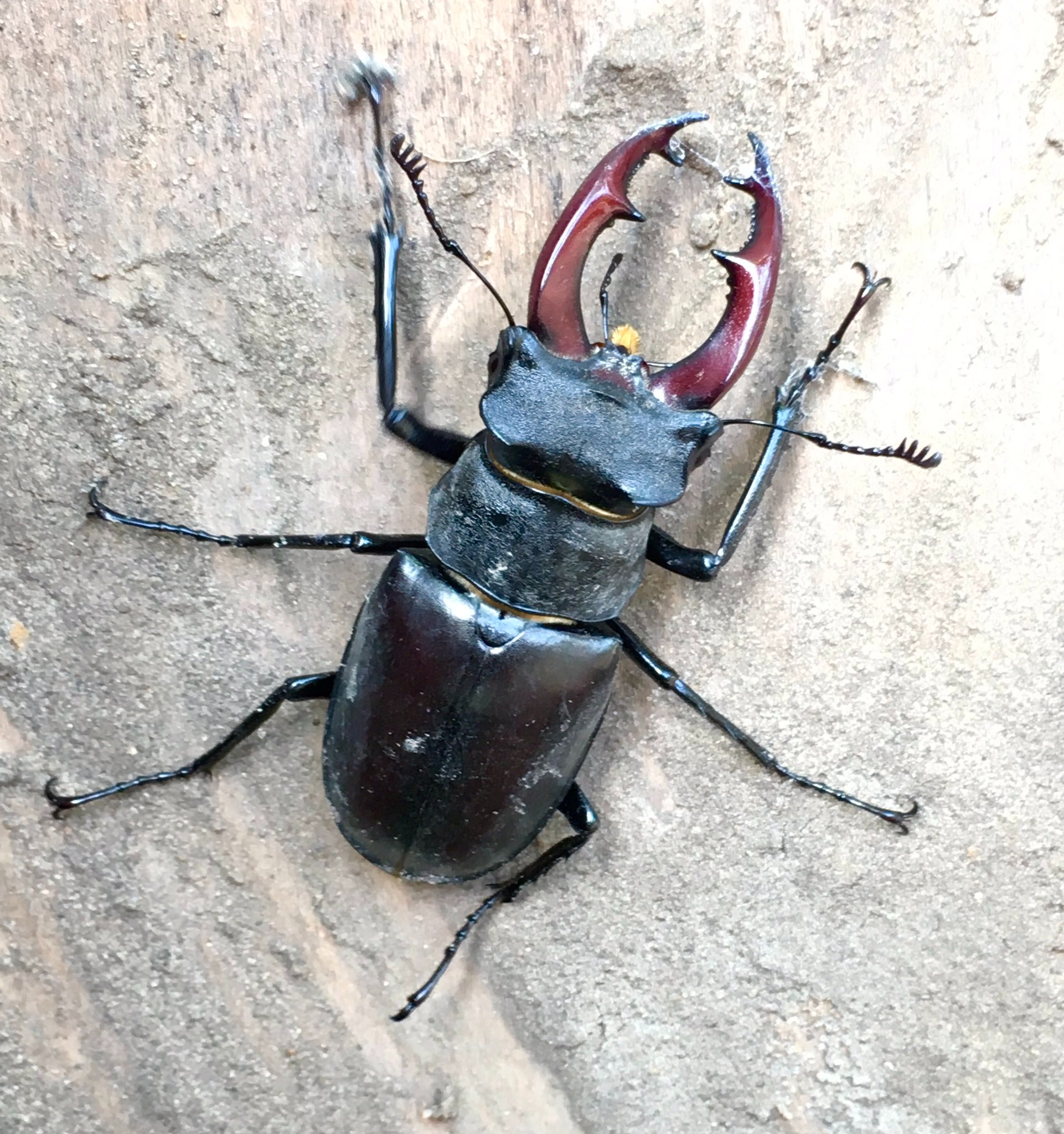 Jasmine Qureshi: the birds and the beetles - BirdGuides
