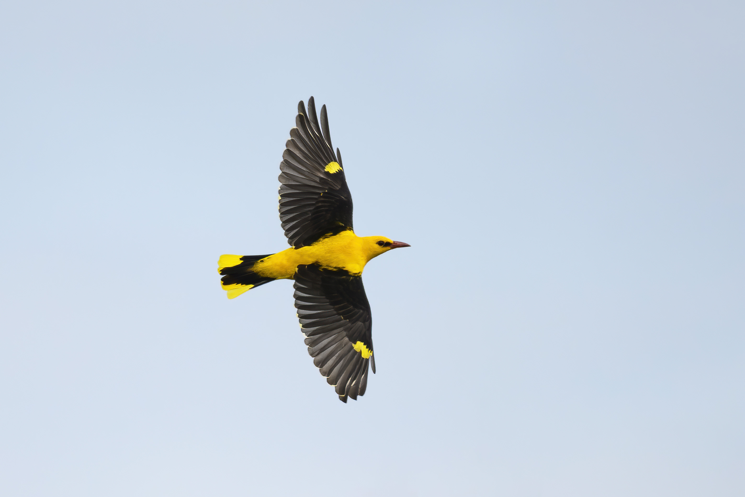 Photo of the Week: 29 April-6 May 2024 - BirdGuides