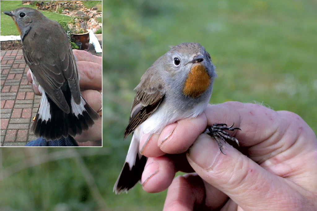 Autumn flycatchers photo ID guide - BirdGuides