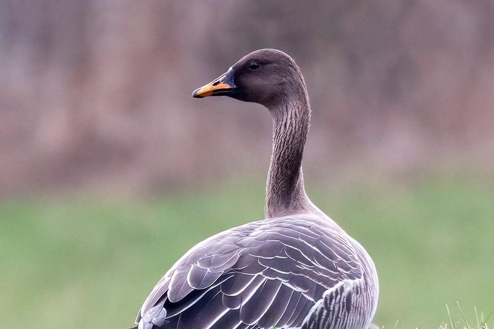 Making sense of the 2025-26 Taiga Bean Goose influx - BirdGuides