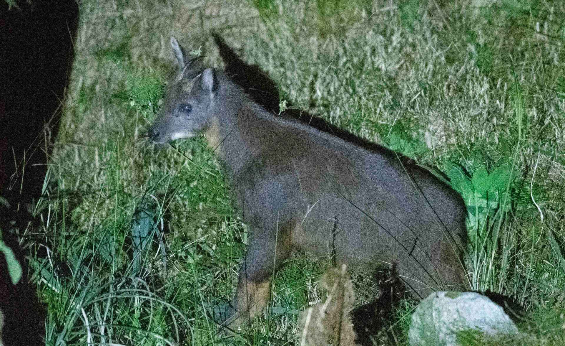 The mammals of Taiwan - BirdGuides