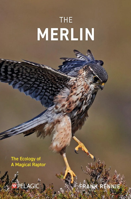 The Merlin: The Ecology of a Magical Raptor by Frank Rennie - BirdGuides
