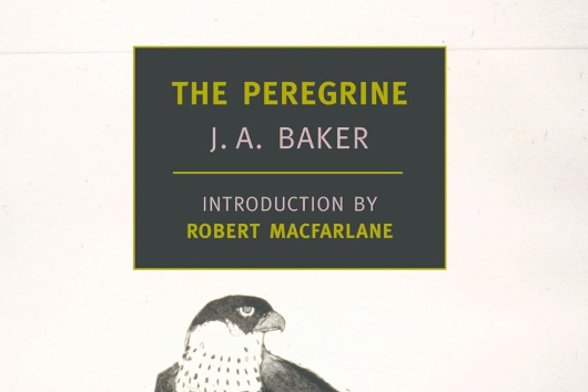 Conor Mark Jameson: fact, fiction and The Peregrine - BirdGuides