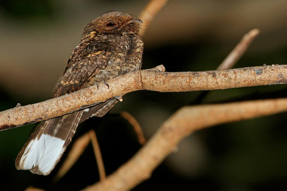 New nightjar species described - BirdGuides