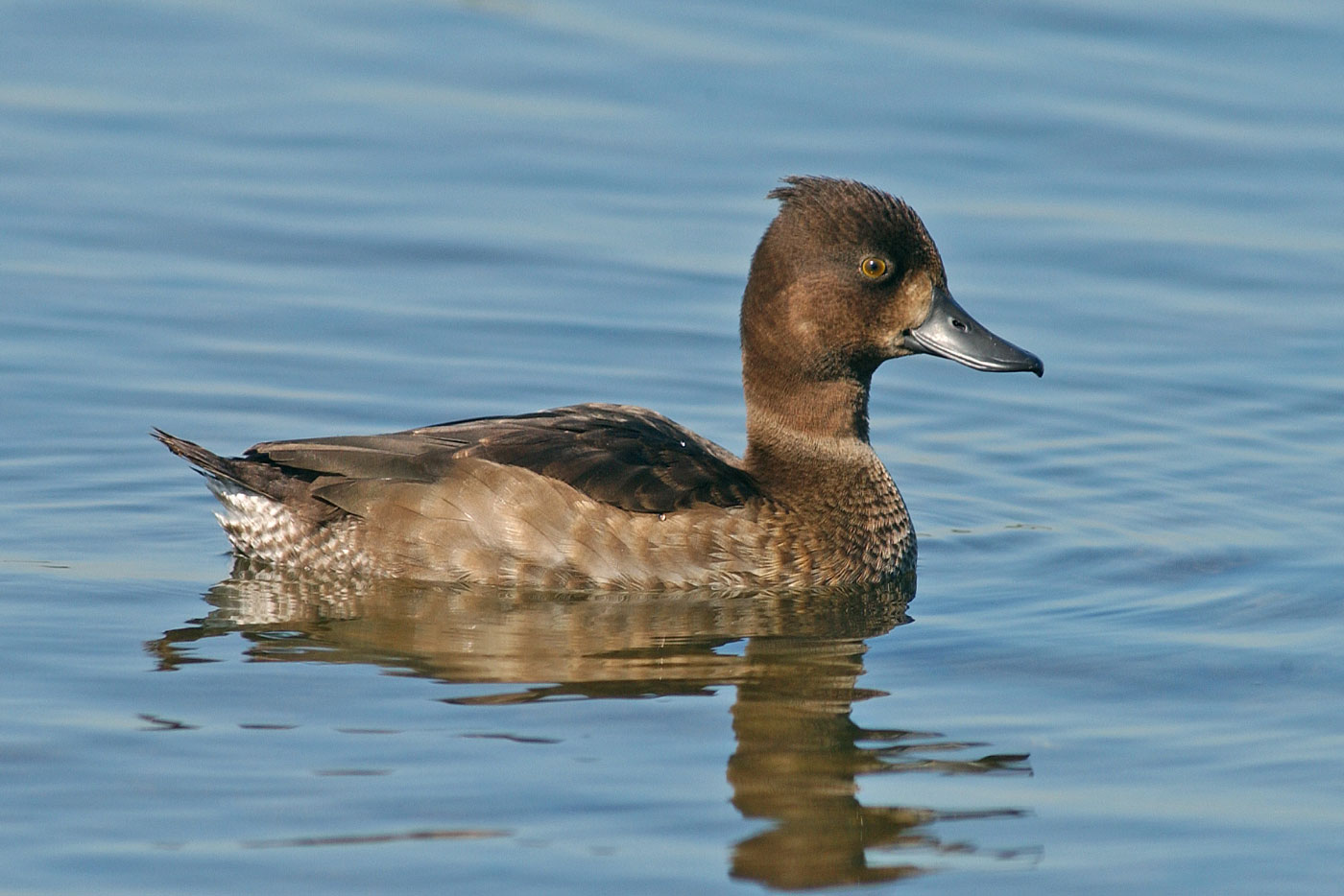Tufted Duck or Greater Scaup? | Page 2 | BirdForum