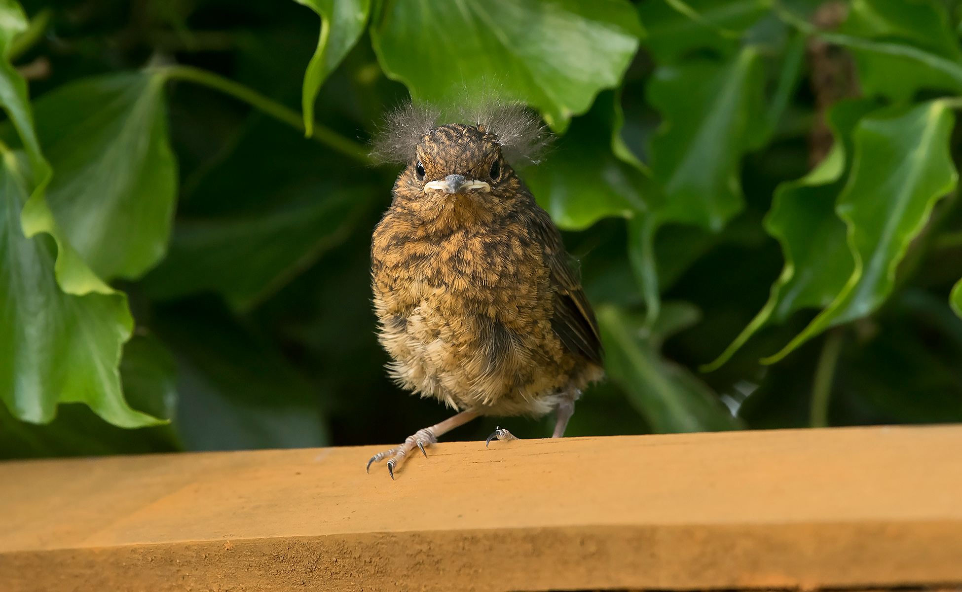 Bill Oddie: robins aren't just for Christmas - BirdGuides