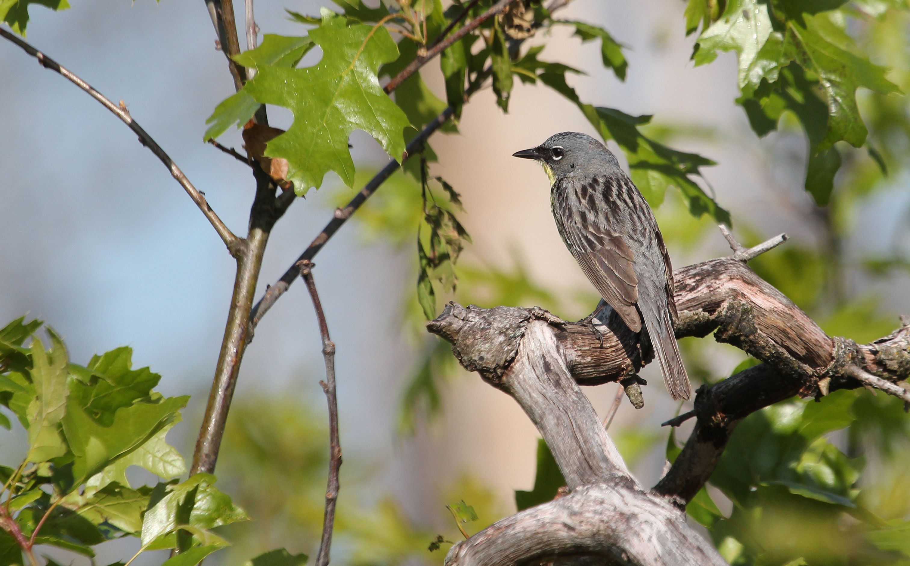 Global bird populations in steady decline - BirdGuides