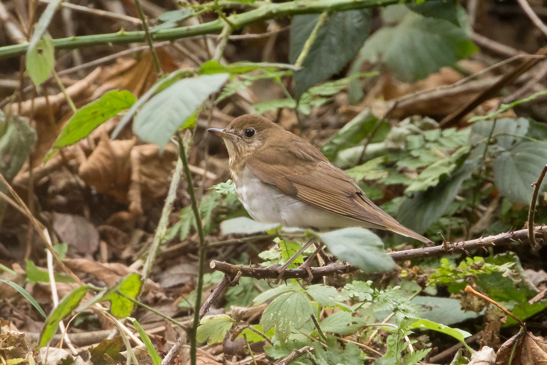 Review of the Week: 13-19 October 2025 - BirdGuides