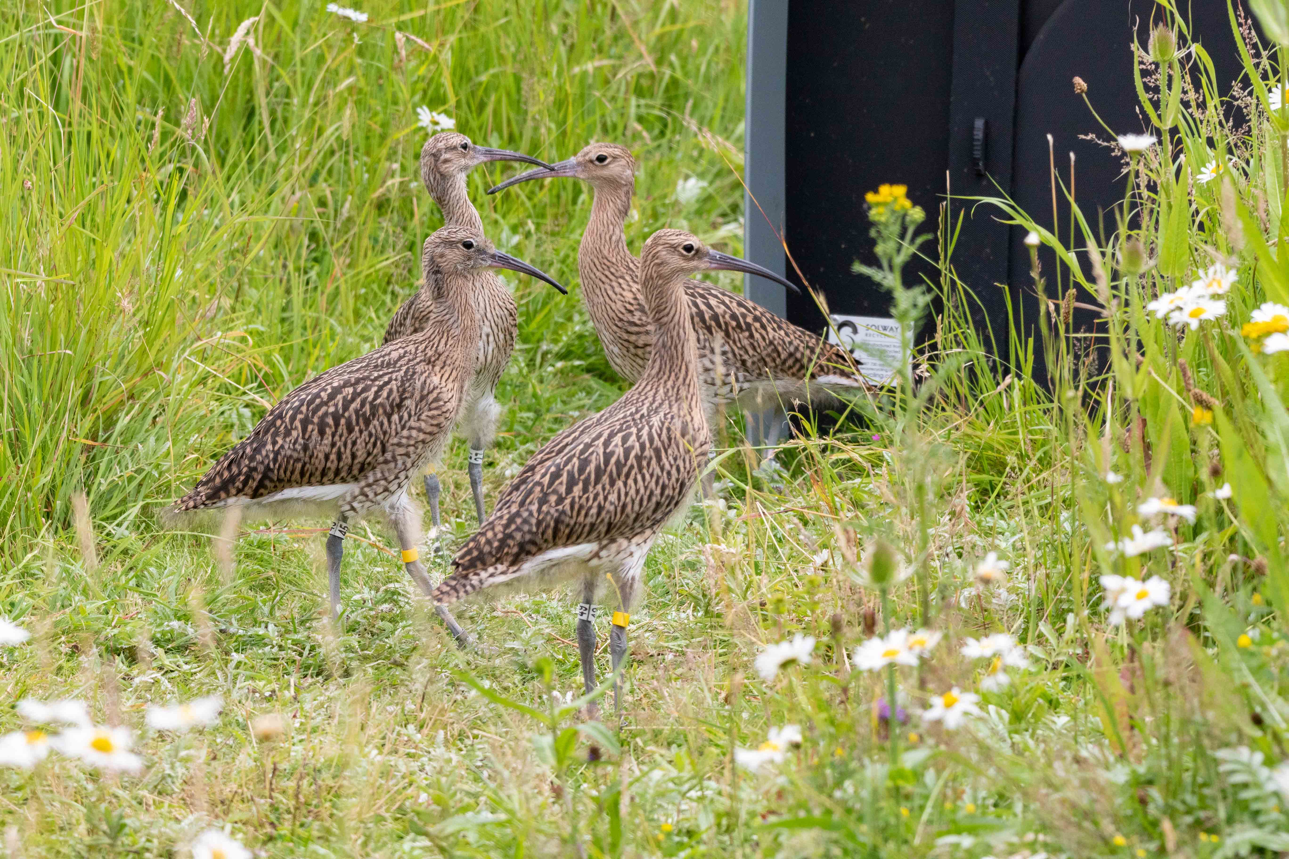 Keep your eyes peeled for colour-ringed curlews - BirdGuides