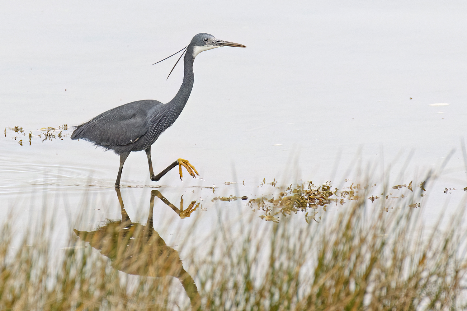 Review of the Week: 1-7 June 2026 - BirdGuides