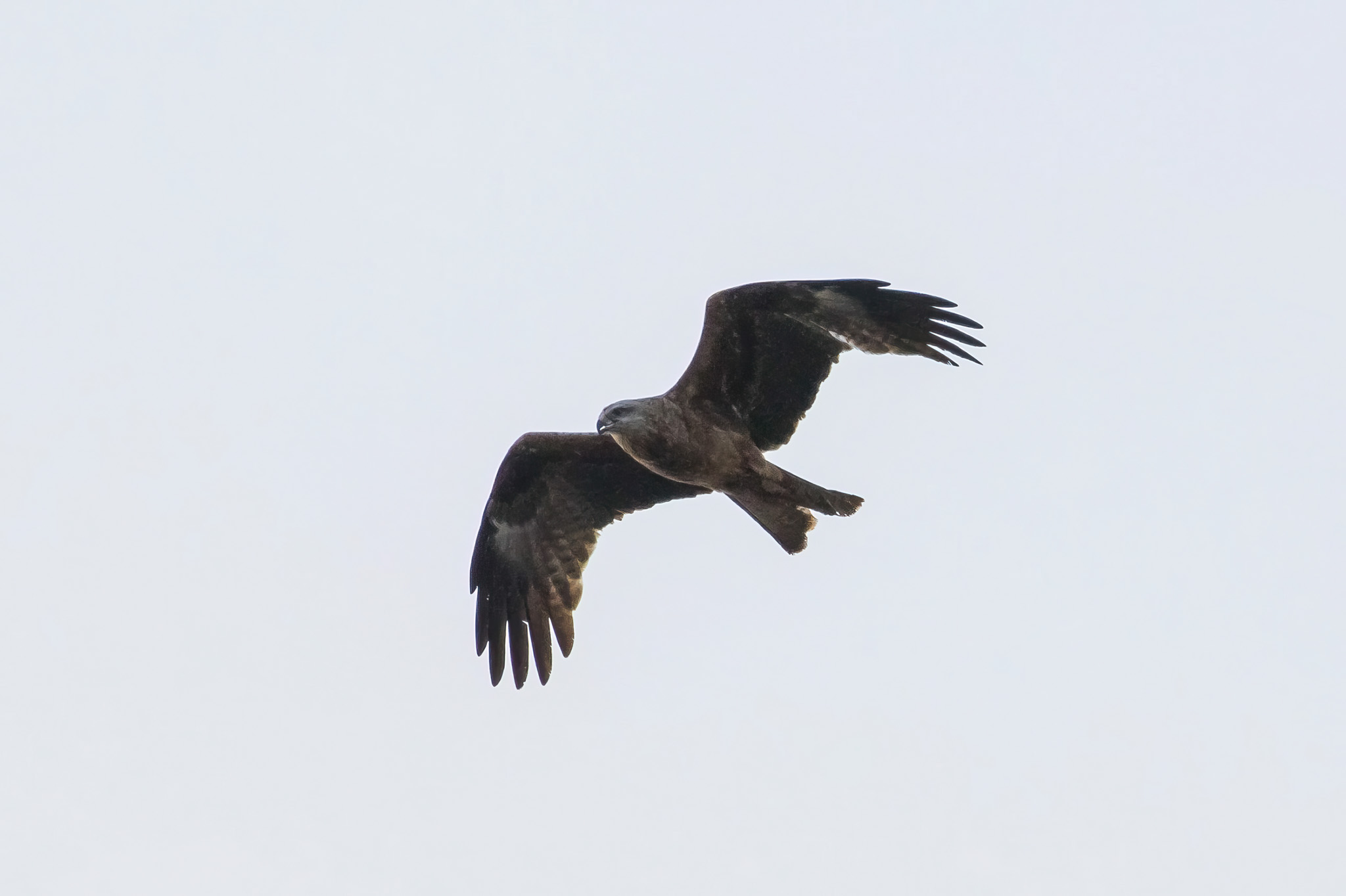 Review of the Week: 22-28 April 2024 - BirdGuides