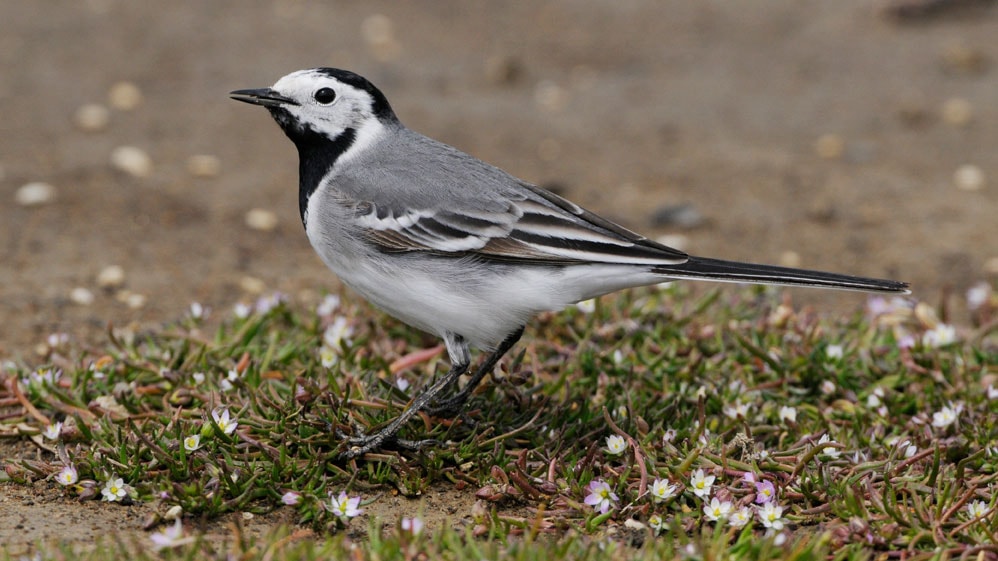 Focus on: White Wagtail - BirdGuides