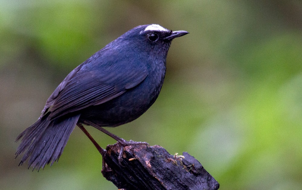 Four-way split for White-browed Shortwing - BirdGuides