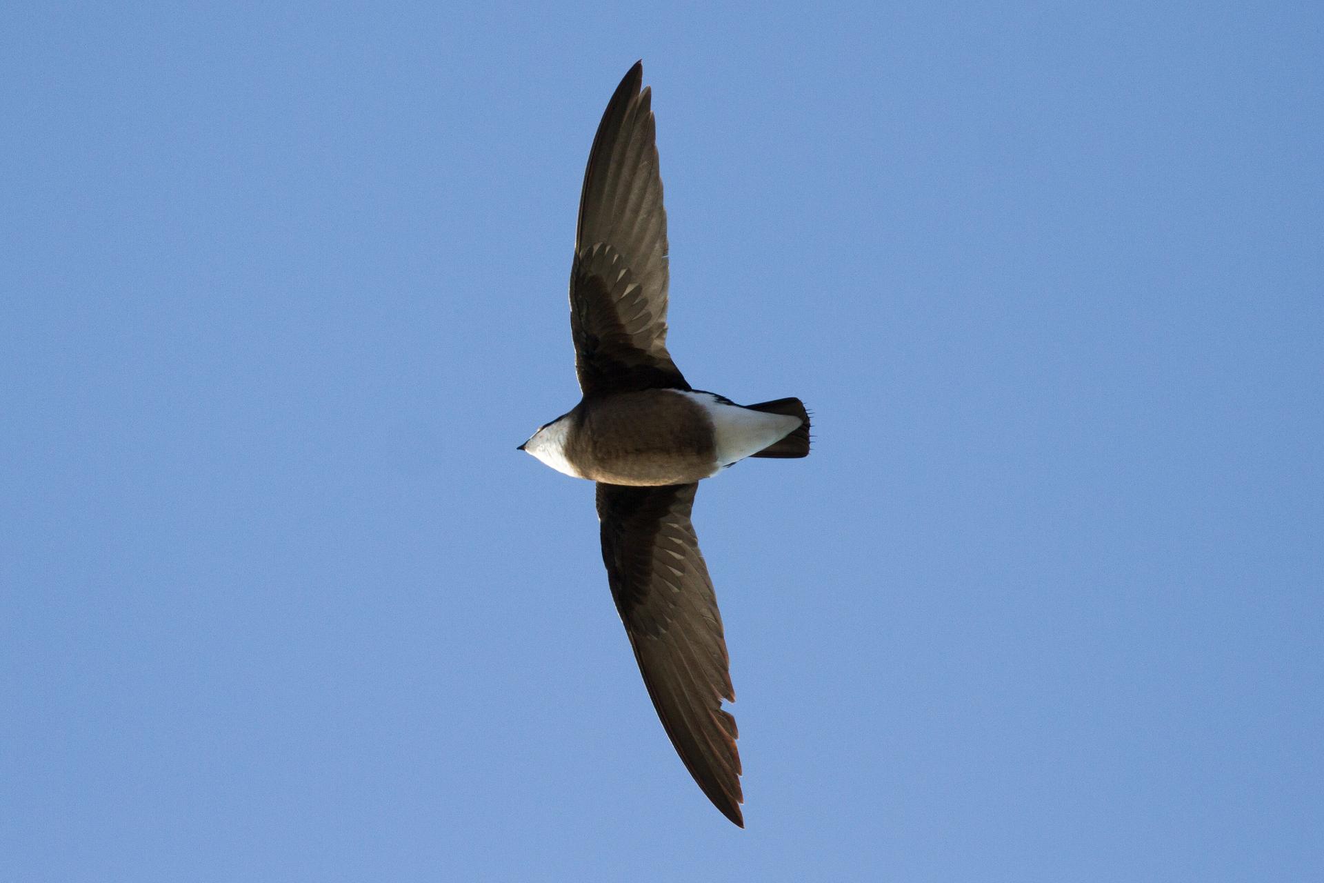 Rarity finders: White-throated Needletail at sea off Caithness - BirdGuides