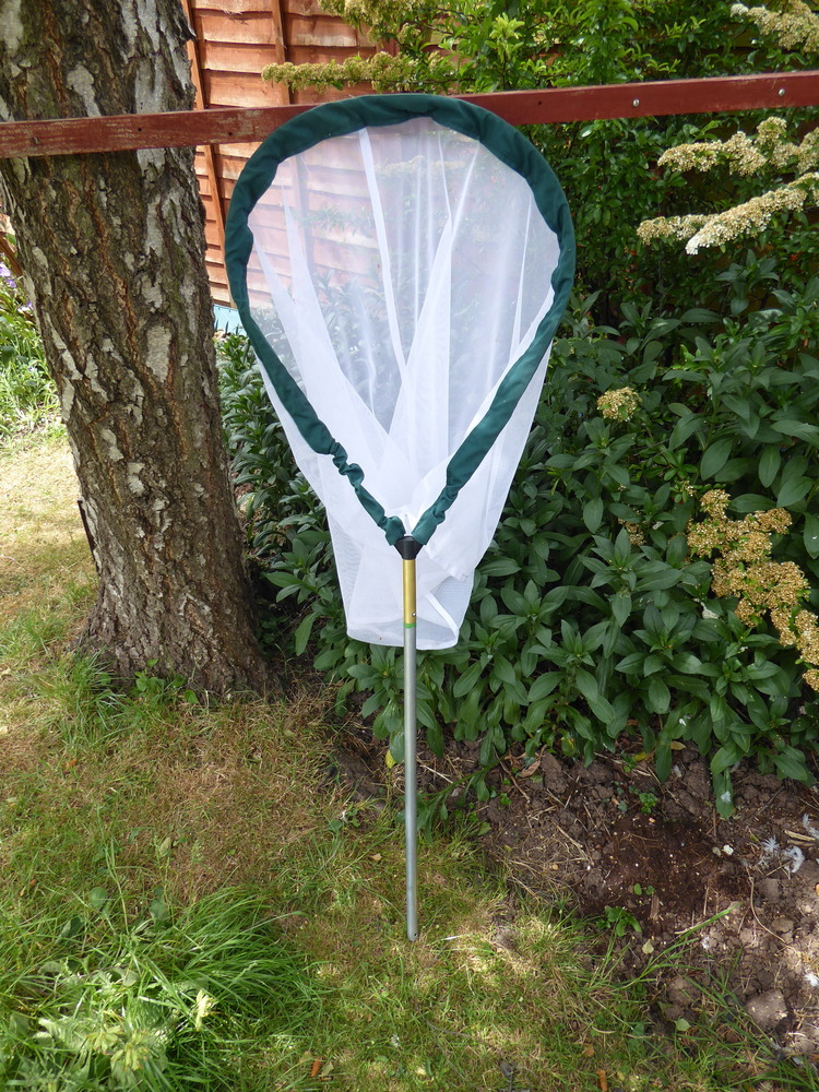 Searching for day-flying moths - BirdGuides
