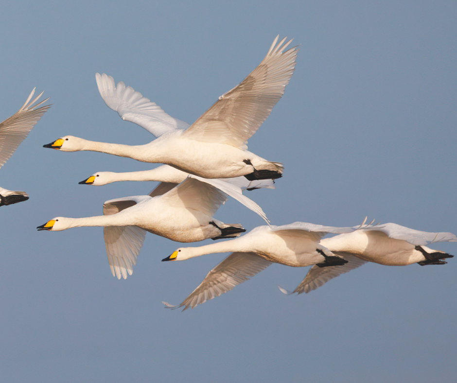 Birding The Fens in winter: where big skies meet big flocks - BirdGuides