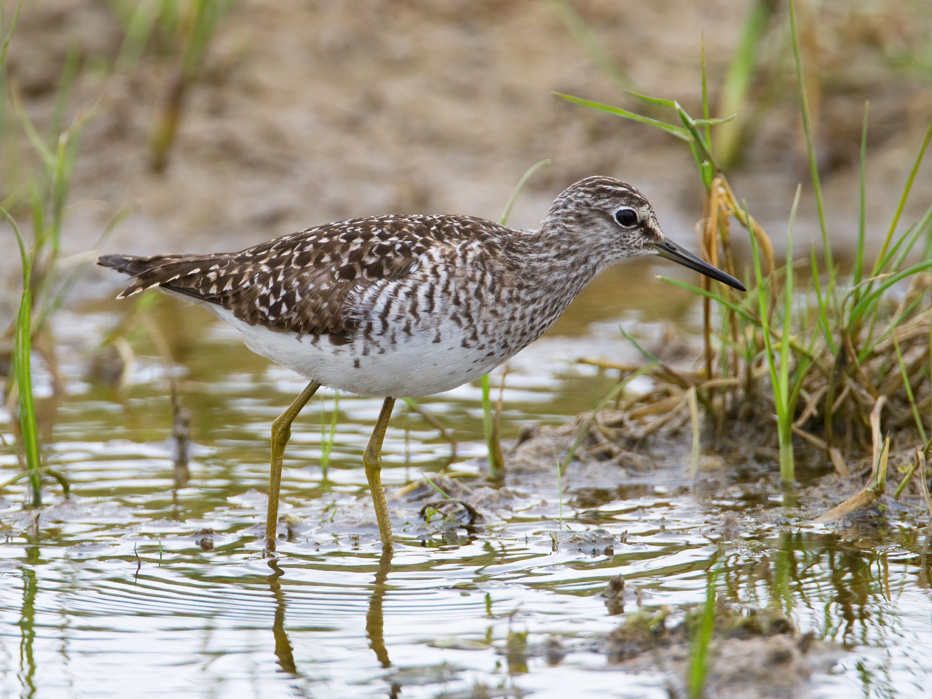 Lucy McRobert: shaking up stereotypes - BirdGuides