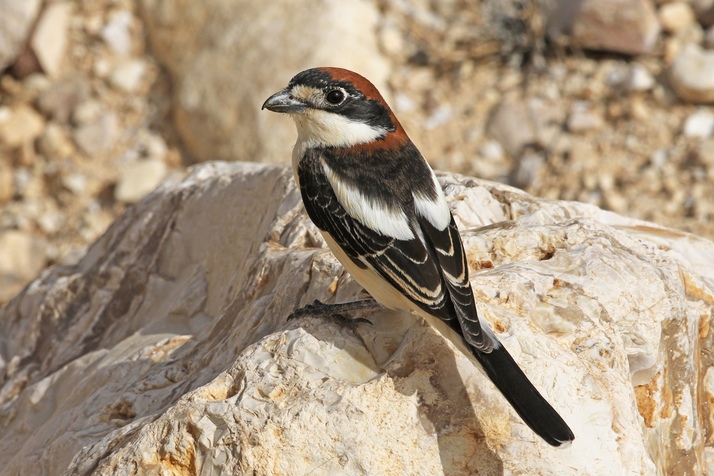 Dominic Mitchell: out with the old ... - BirdGuides