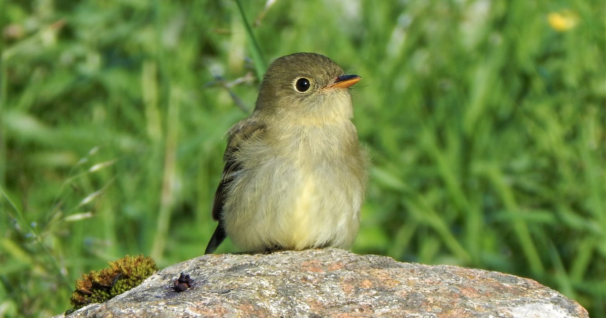 Rarity finders: Yellow-bellied Flycatcher on Tiree - BirdGuides