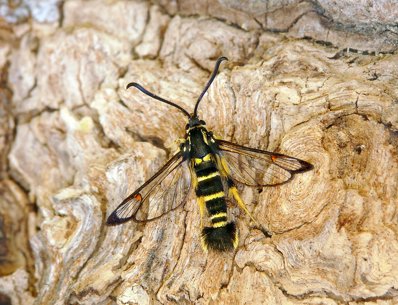 Searching for day-flying moths - BirdGuides