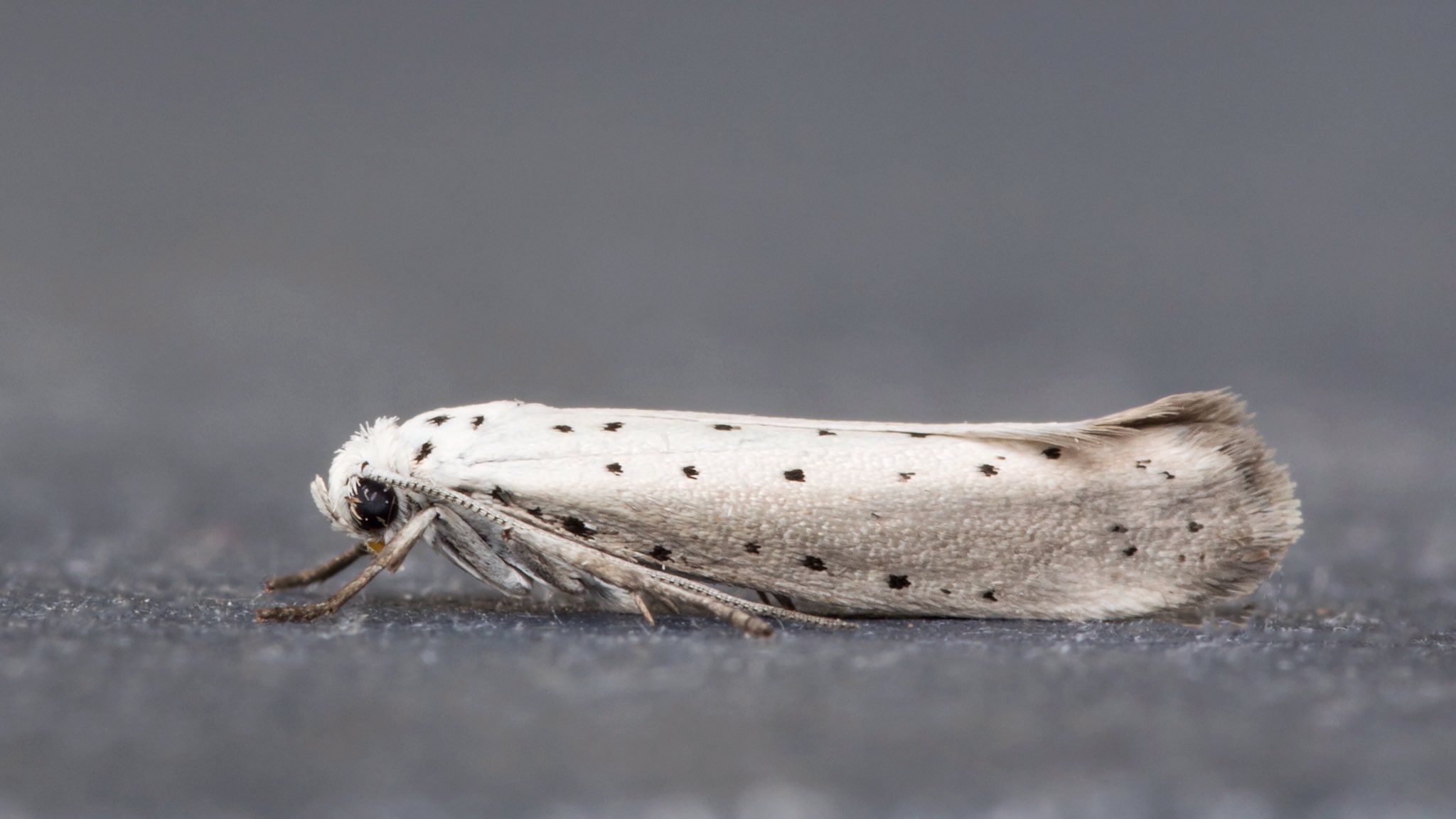 Moth and butterfly news: July 2021 - BirdGuides