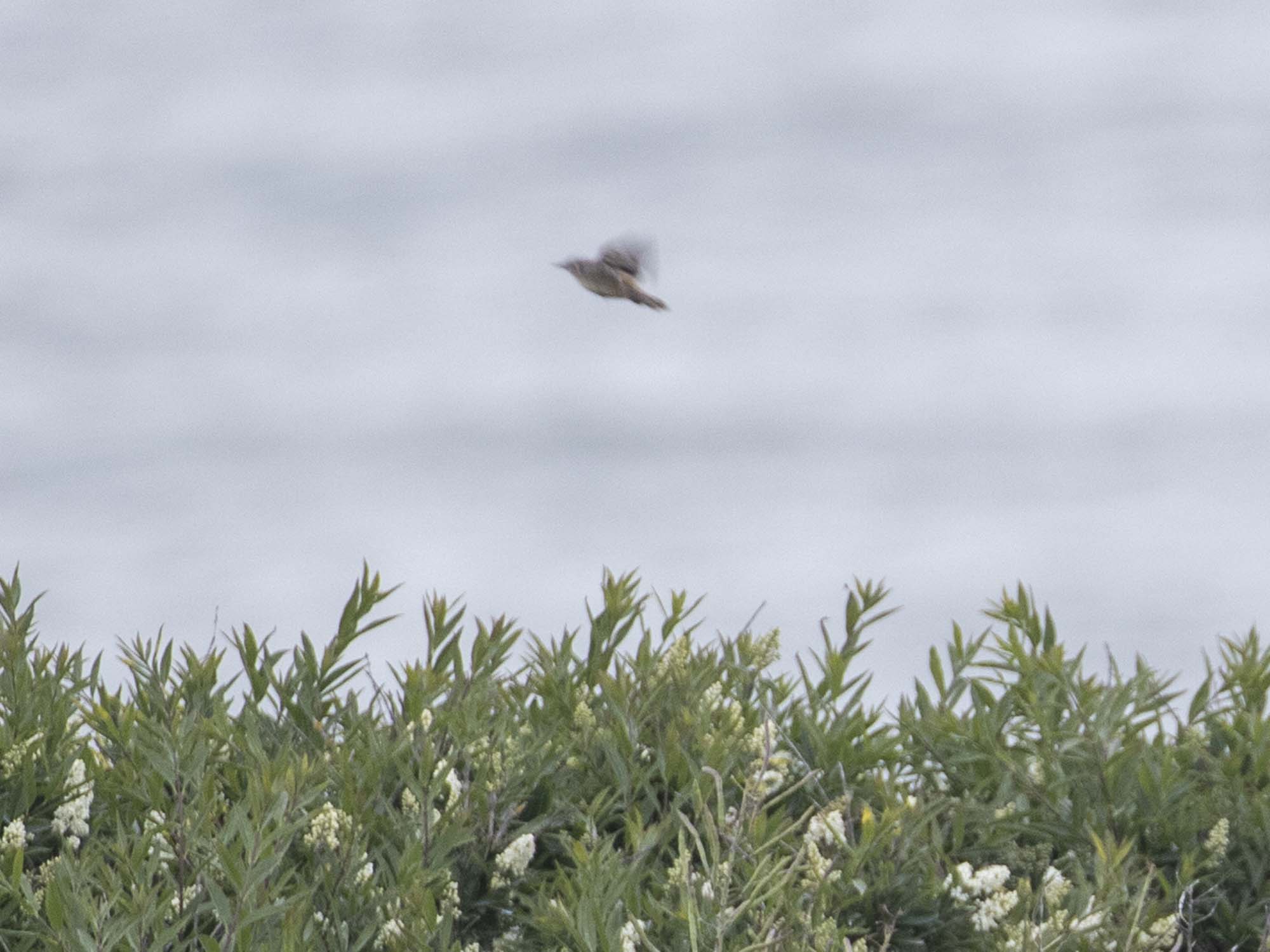 Rarity finders: Zitting Cisticola in Kent - BirdGuides