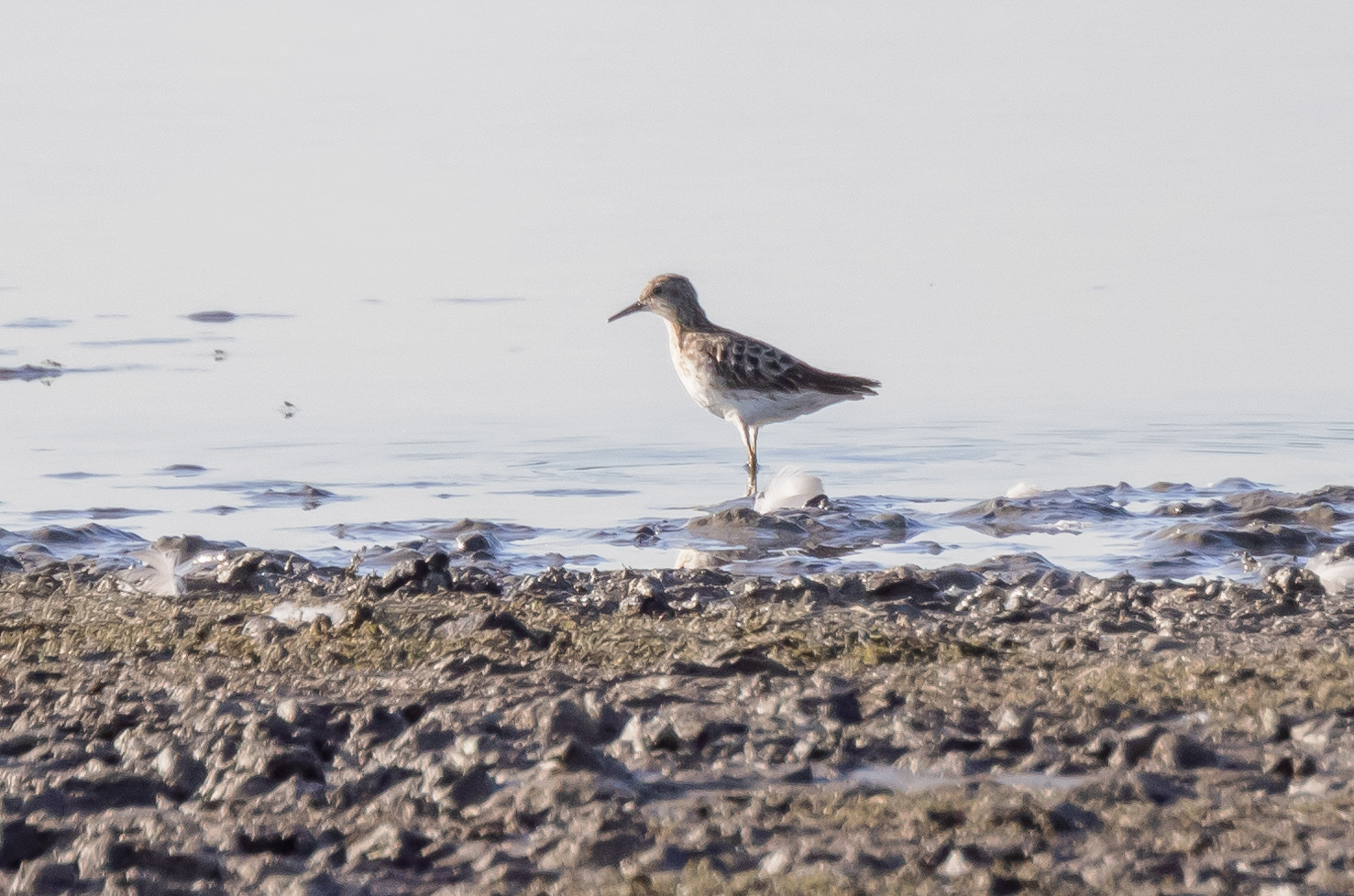 Rarity finders: Long-toed Stint in West Yorkshire - BirdGuides
