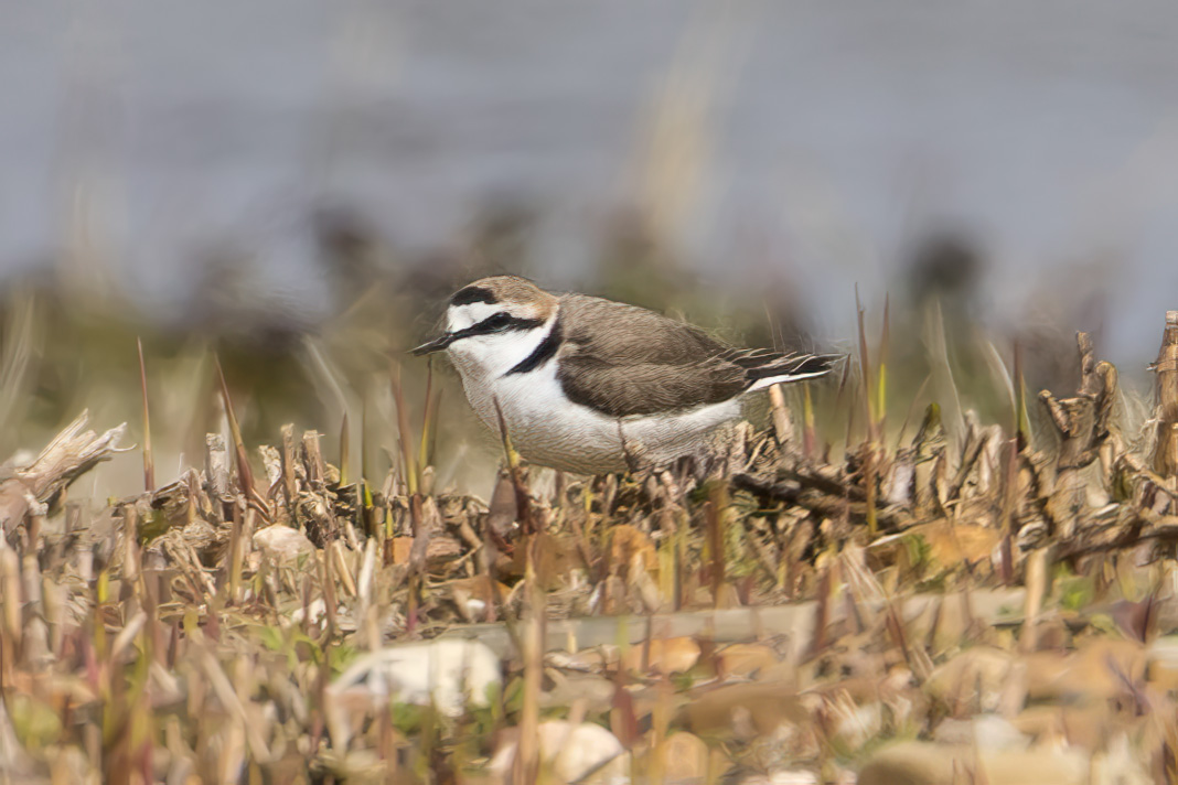 Review of the Week: 11-16 April 2023 - BirdGuides