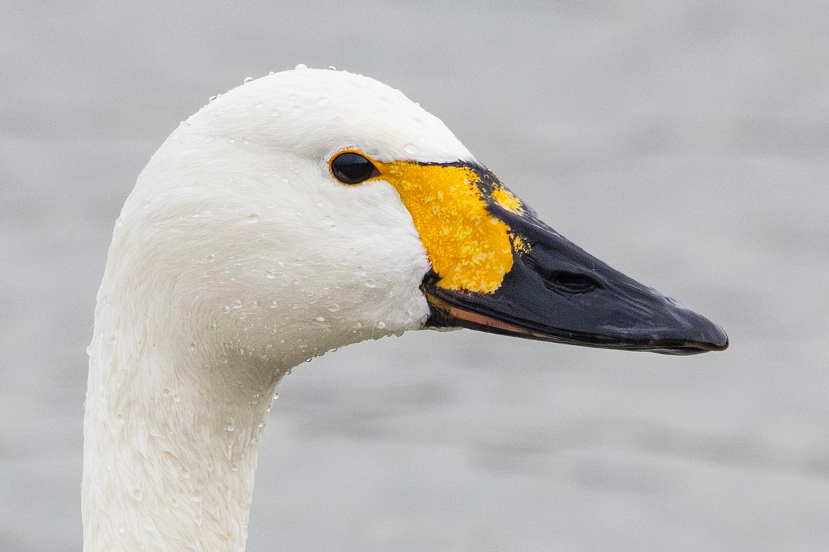 European Bewick's Swan population more than halves in 25 years - BirdGuides