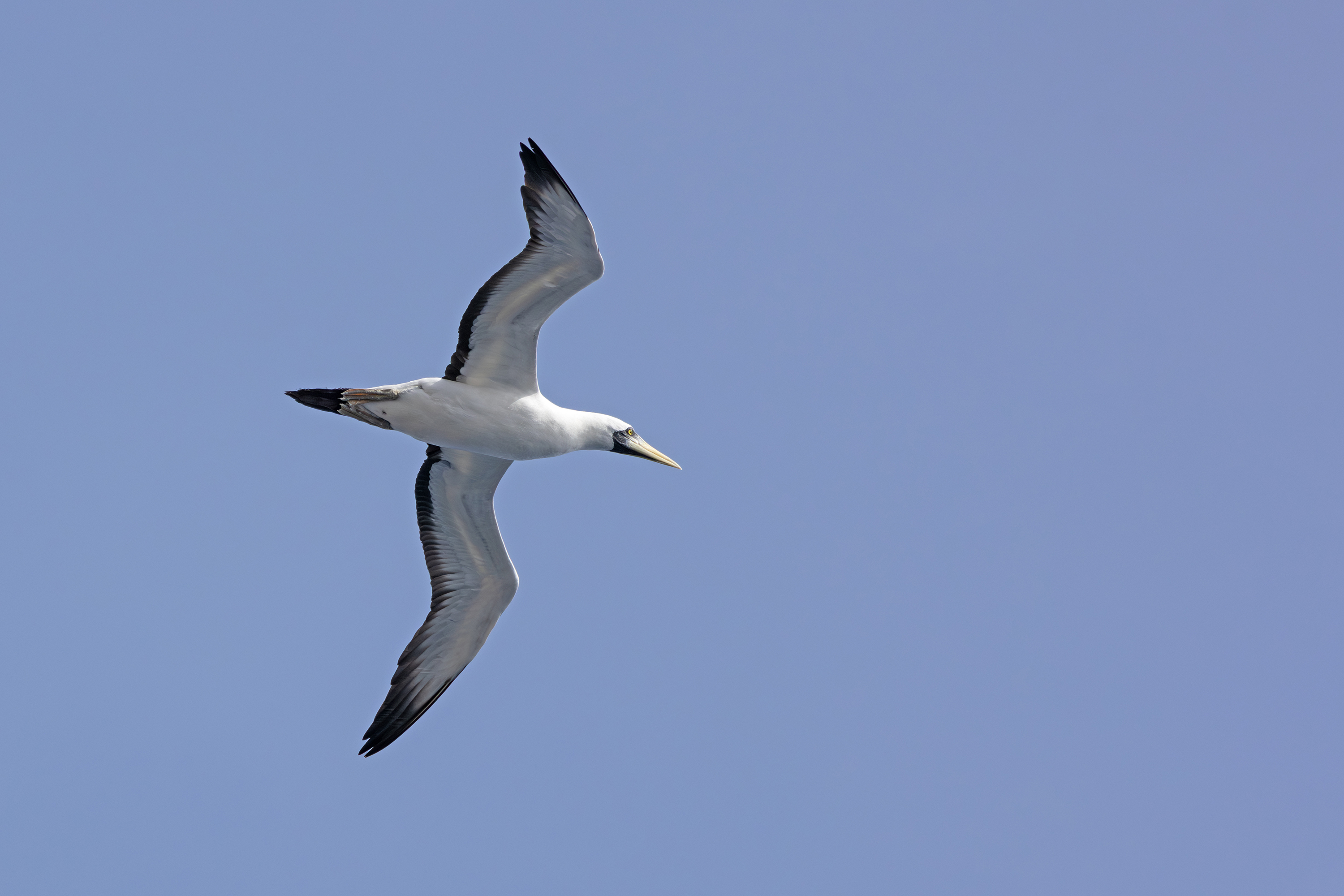 Masked Booby breeding in Cape Verde - BirdGuides