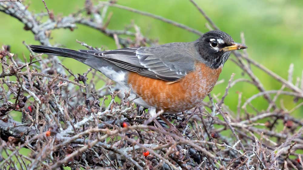 Rarity finders: American Robin in East Sussex - BirdGuides