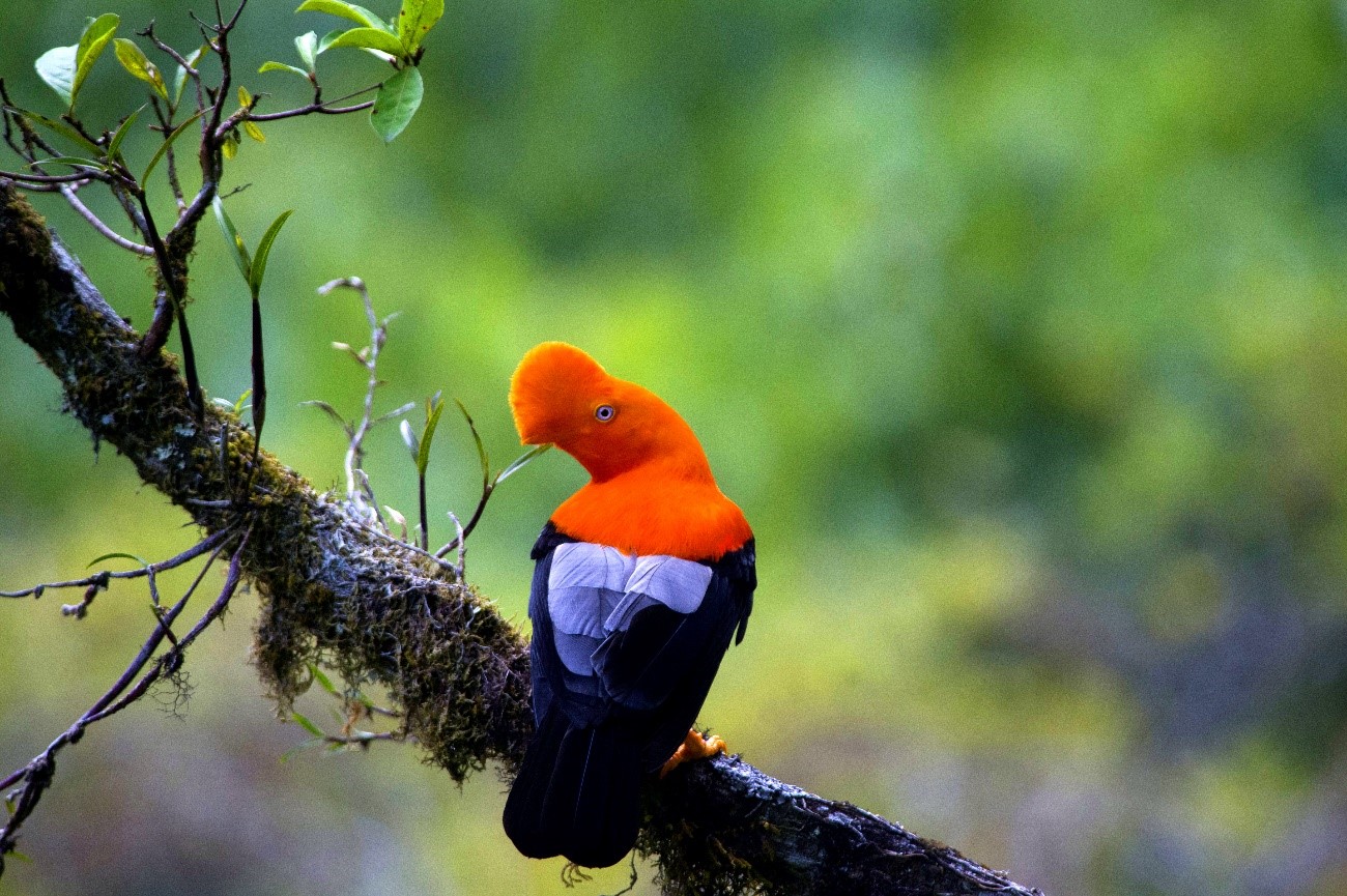 Peru: a birder's paradise - BirdGuides