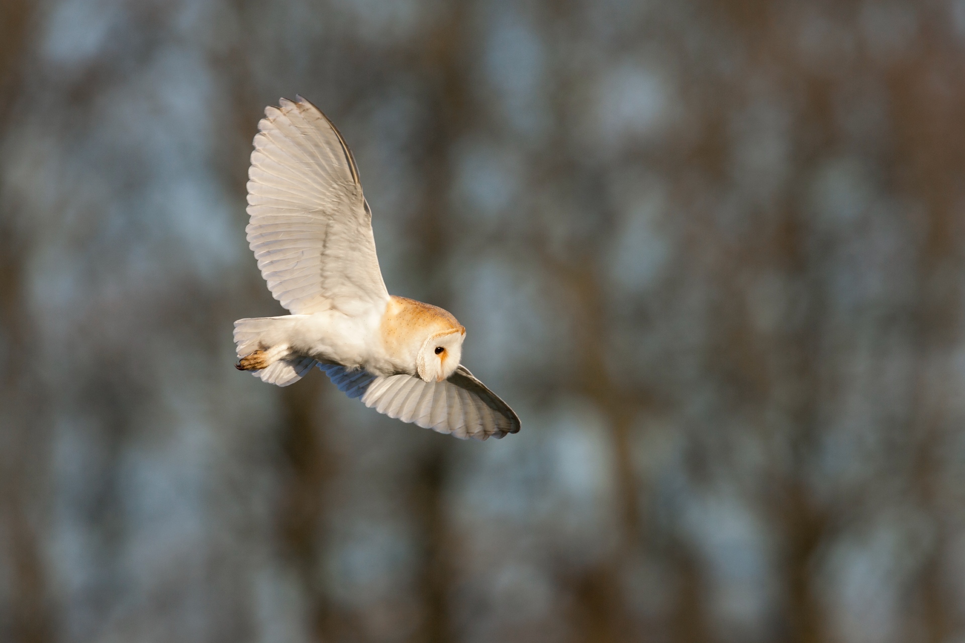 Hep Cairnswood: the winter watcher - BirdGuides